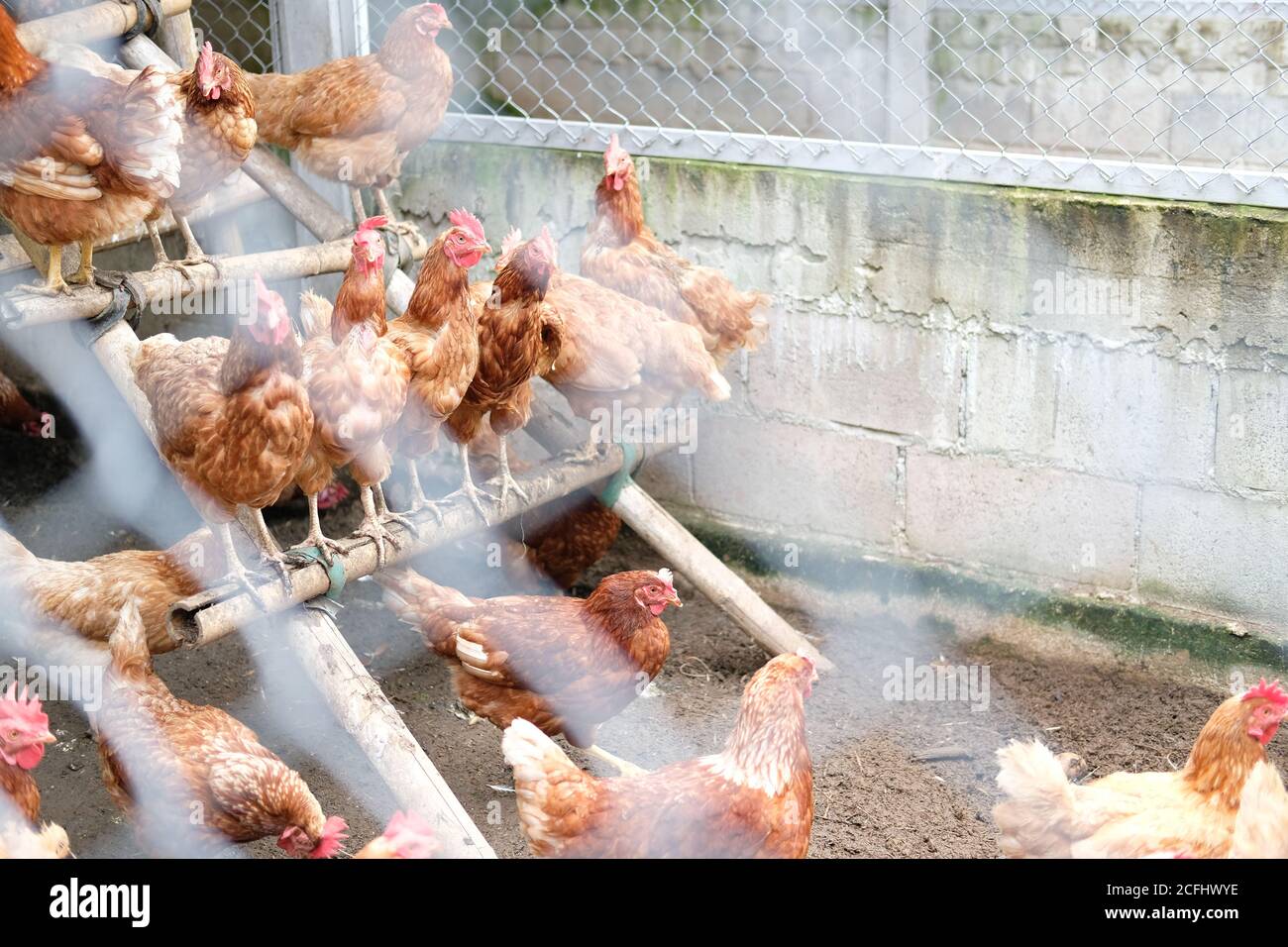 chicken hen in cages in farm Stock Photo - Alamy