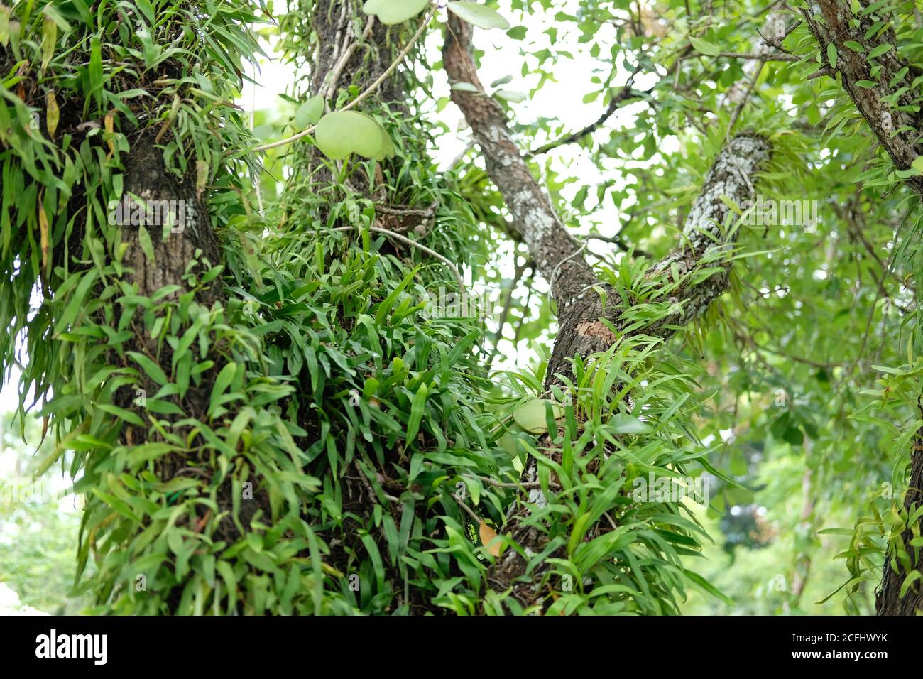 wild orchid plant growing on tree branch trunk Stock Photo - Alamy