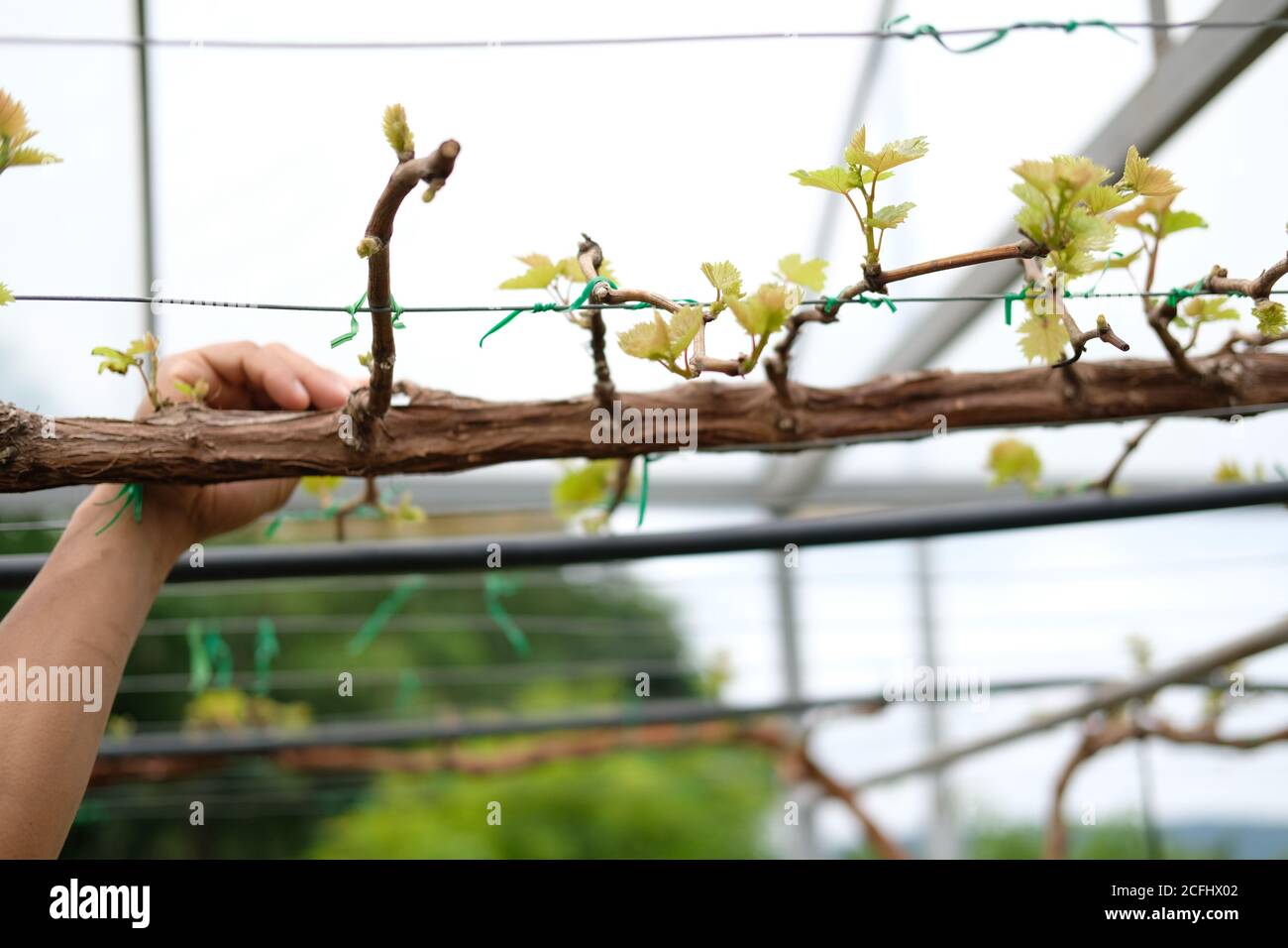 growing grape fruit plant tree in vineyard farm. viticulture orchard ...