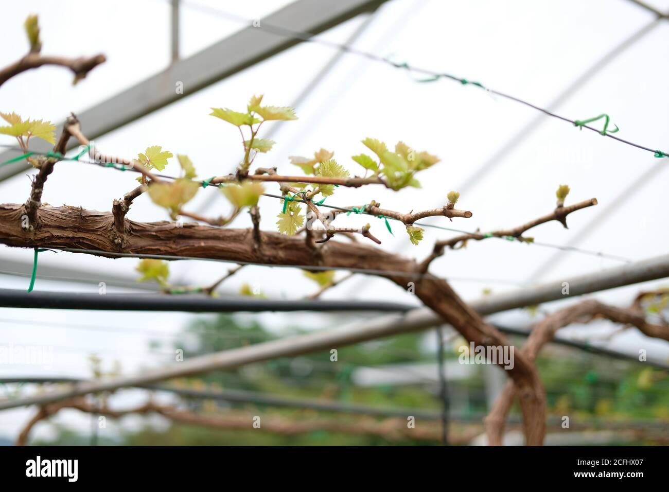 growing grape fruit plant tree in vineyard farm. viticulture orchard ...