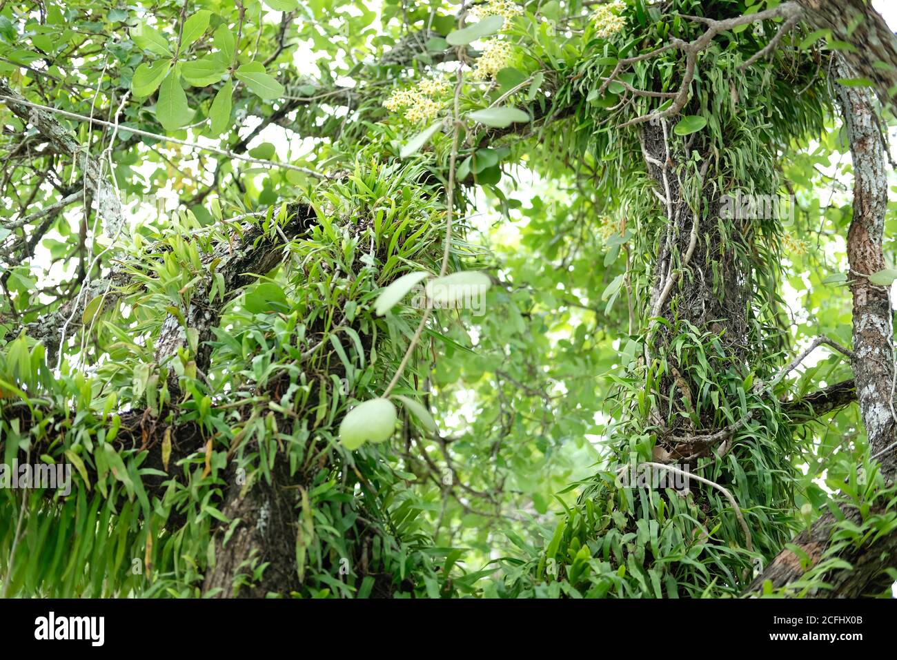 wild orchid plant growing on tree branch trunk Stock Photo - Alamy