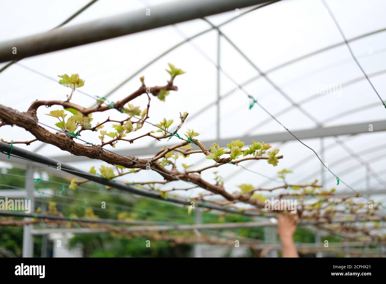 growing grape fruit plant tree in vineyard farm. viticulture orchard ...