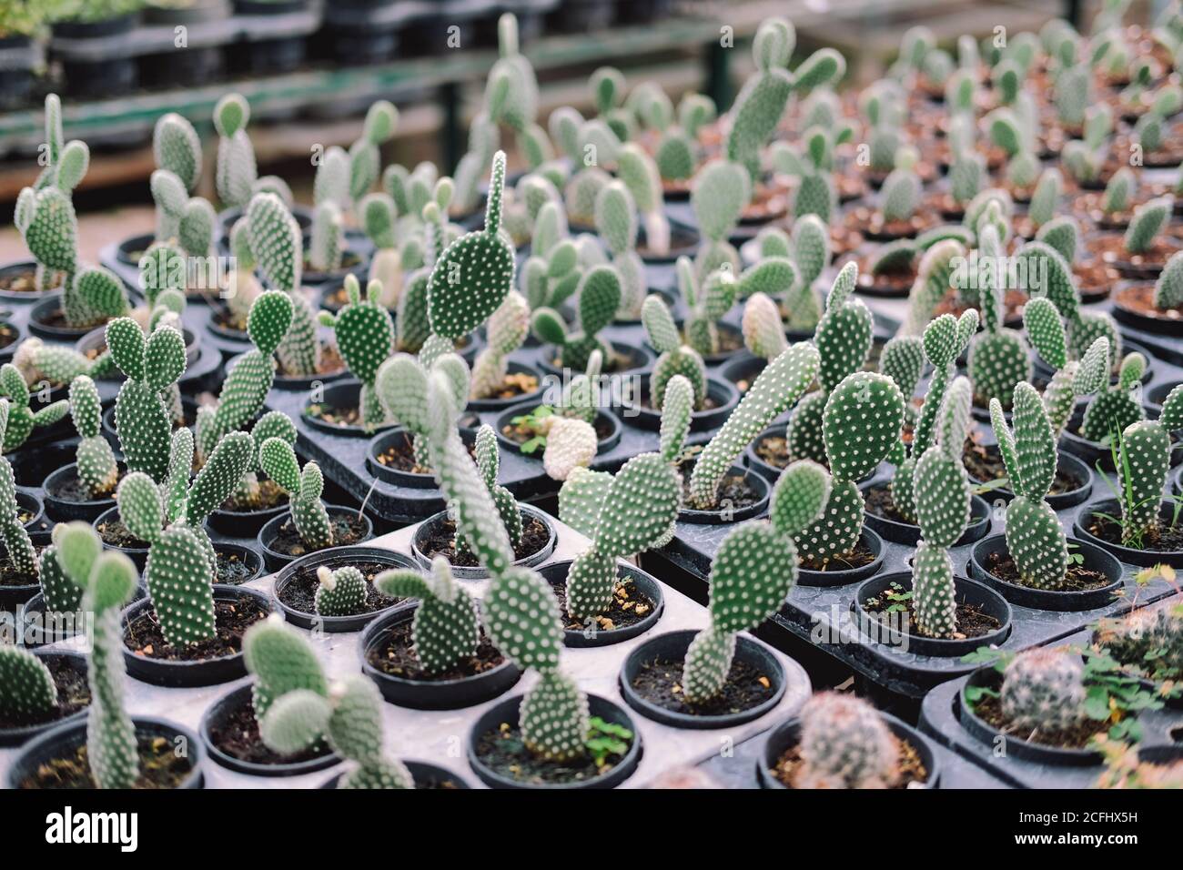 growing succulent cactus plant in pot. cactus plantation in farm Stock ...