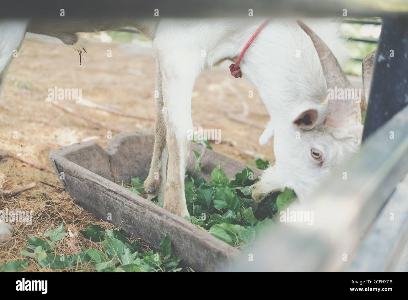 goat eating grazing mulberry leaves in farm Stock Photo - Alamy