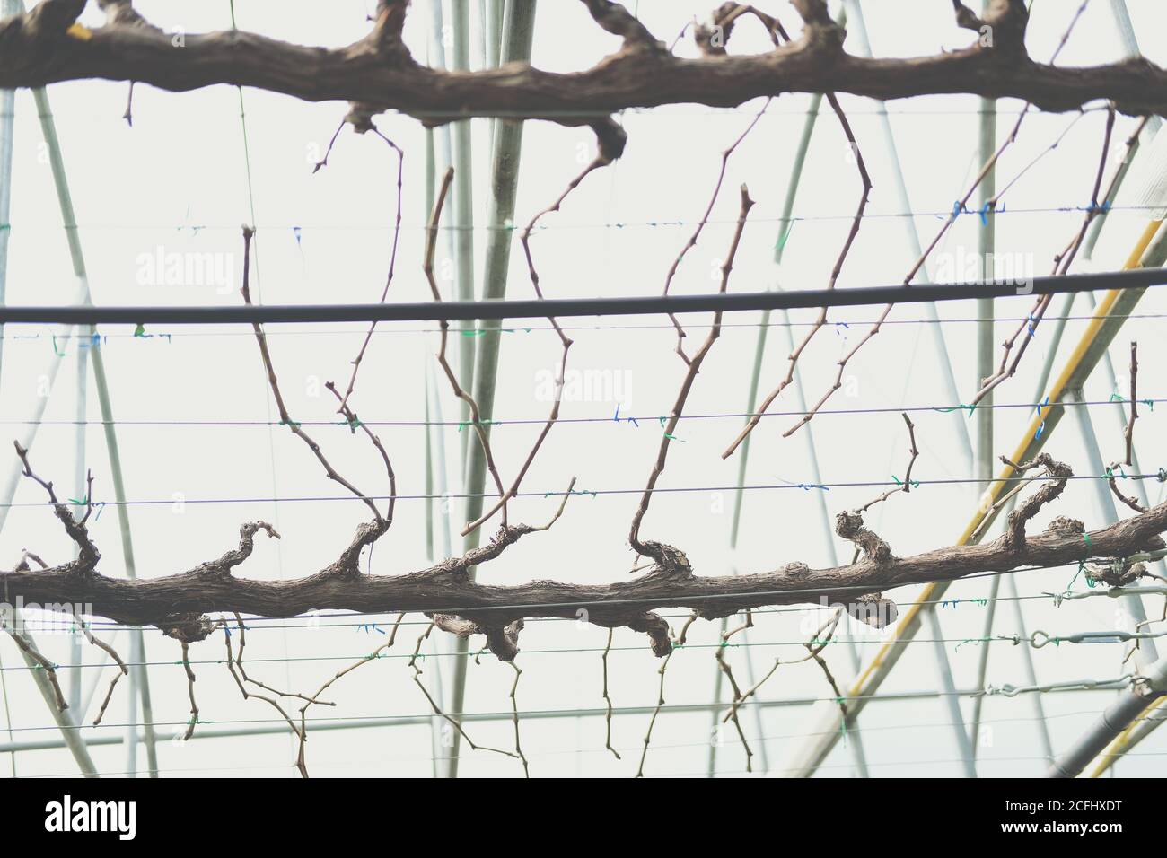 Pruning Training Grape Fruit Plant Tree. Garden orchard Maintenance ...