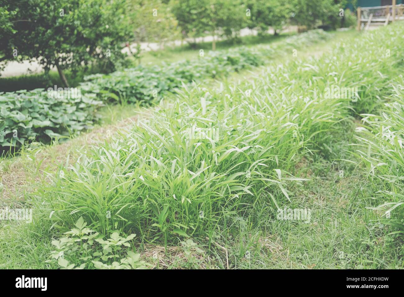 chinese water convolvulus spinach morning glory plant growing in ...