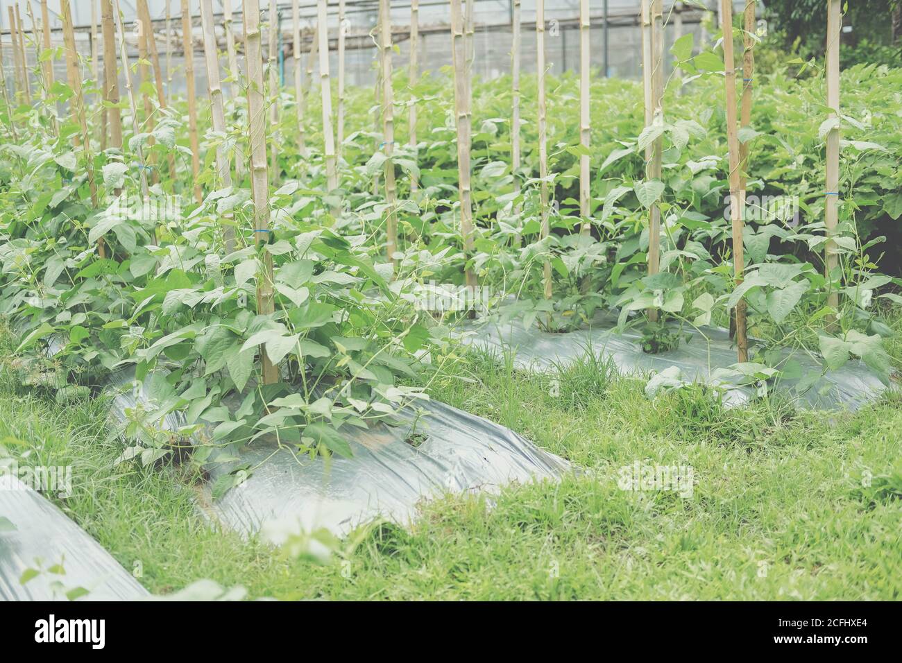 vegetable plant growing in garden farm Stock Photo - Alamy