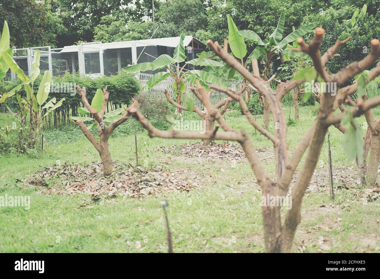Pruning Training Tree. Garden orchard Maintenance Stock Photo - Alamy