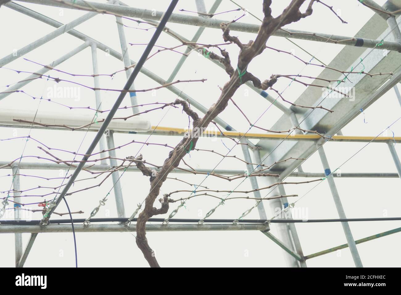 Training fruit tree pruning hi-res stock photography and images - Alamy