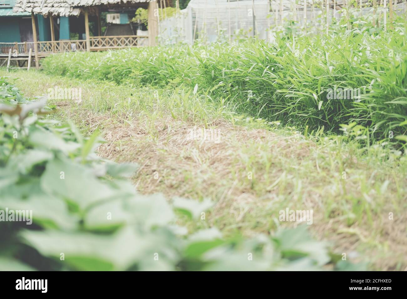 chinese water convolvulus spinach plant growing in vegetable garden ...