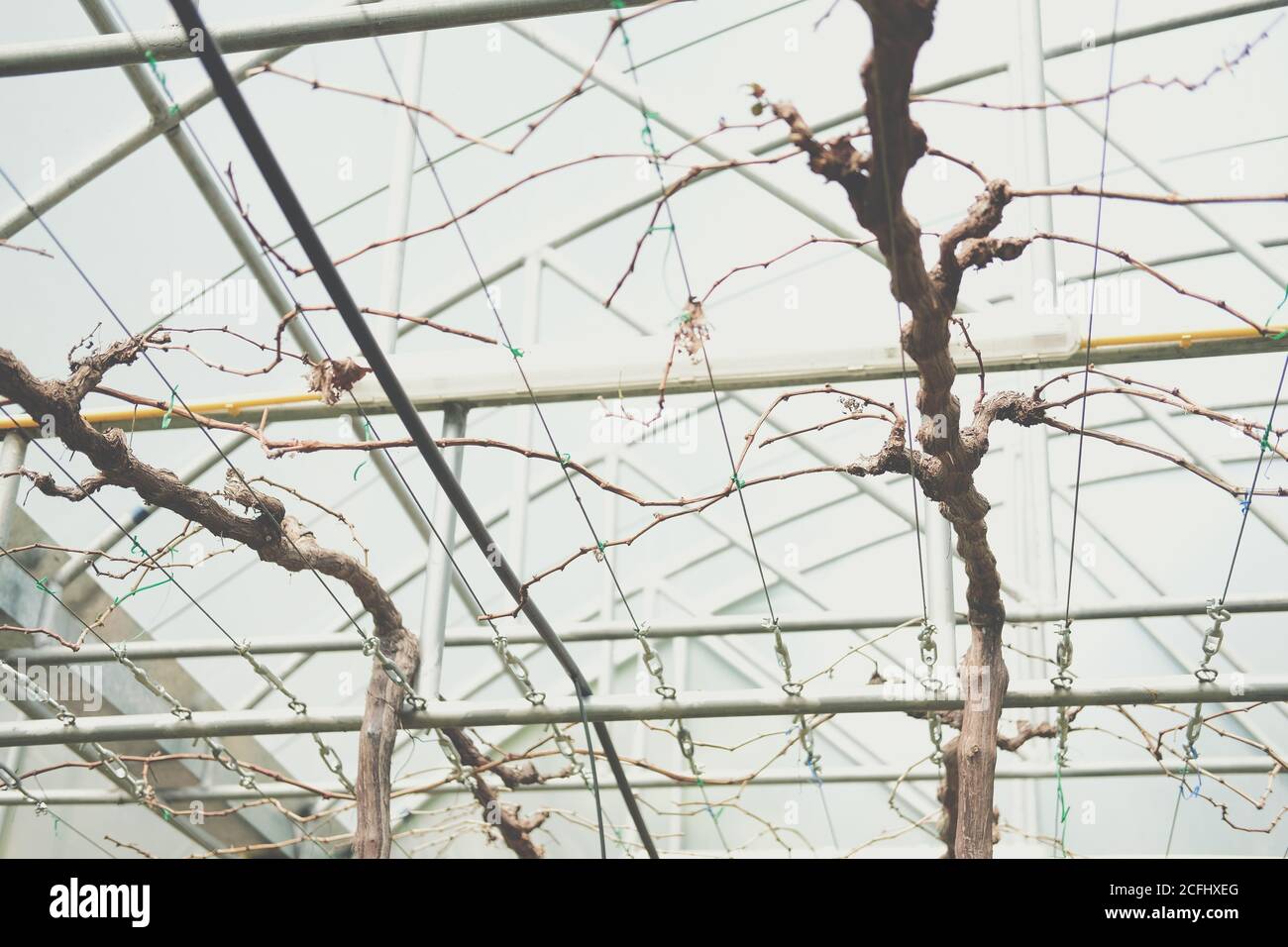 Pruning Training Grape Fruit Plant Tree. Garden orchard Maintenance ...