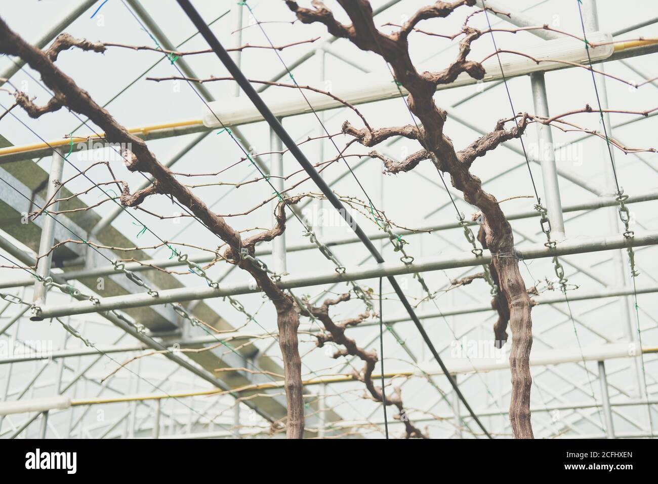 Pruning Training Grape Fruit Plant Tree. Garden orchard Maintenance ...