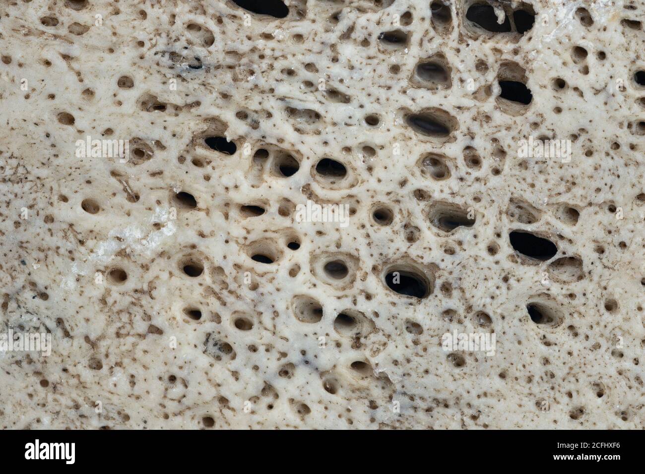 Bone texture hi-res stock photography and images - Alamy