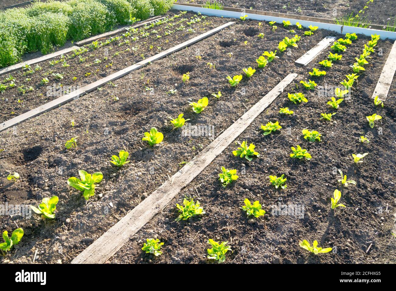 Fresh young green and red lettuce plants on a sunny vegetable garden ...
