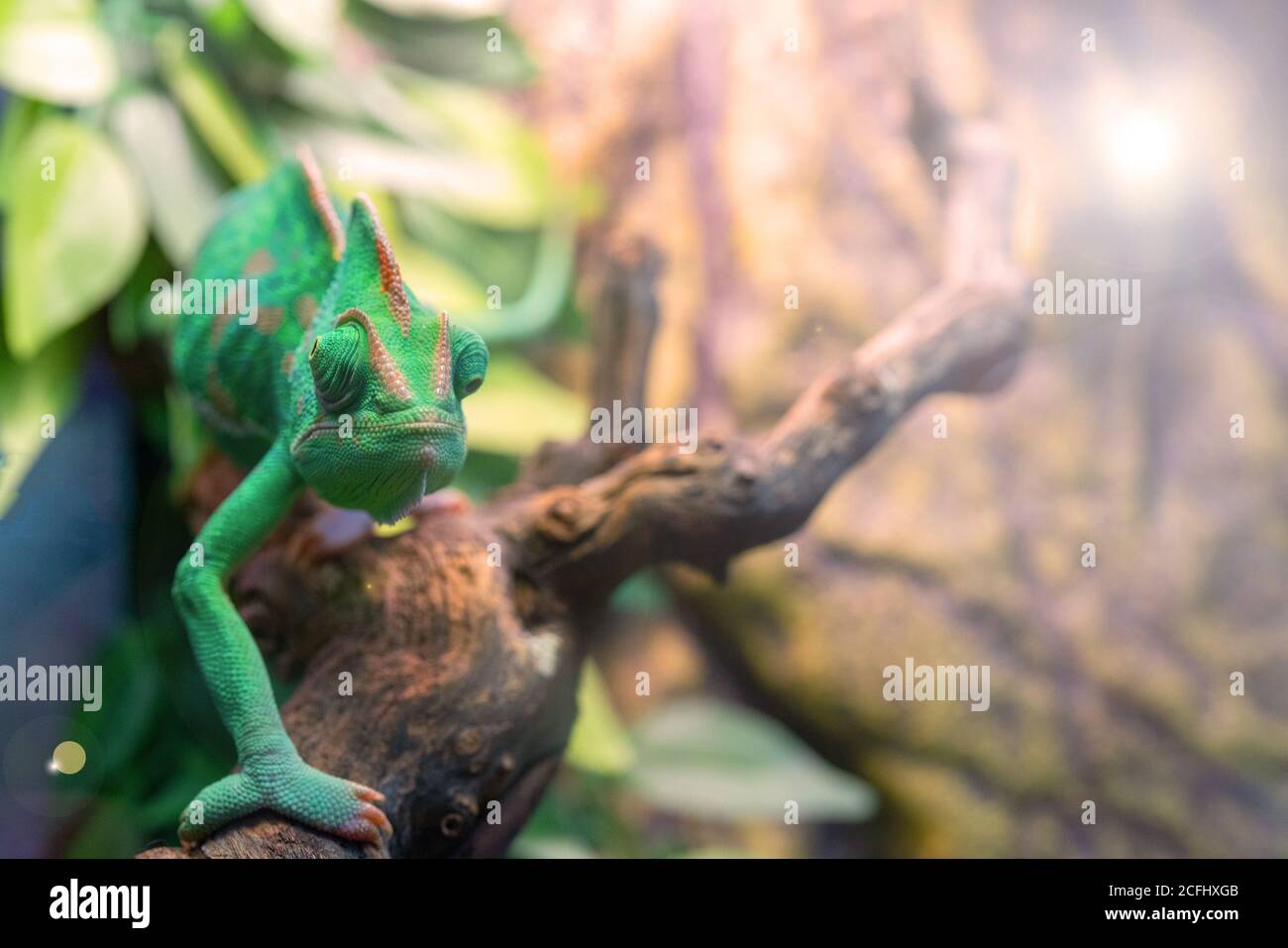 Neon green lizard hi-res stock photography and images - Alamy