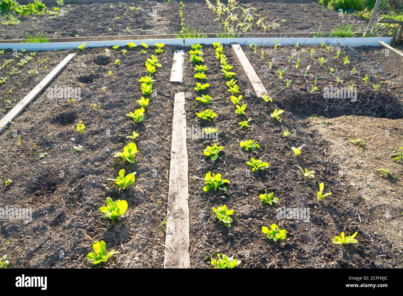 Fresh young green and red lettuce plants and kohlrabi on a sunny ...