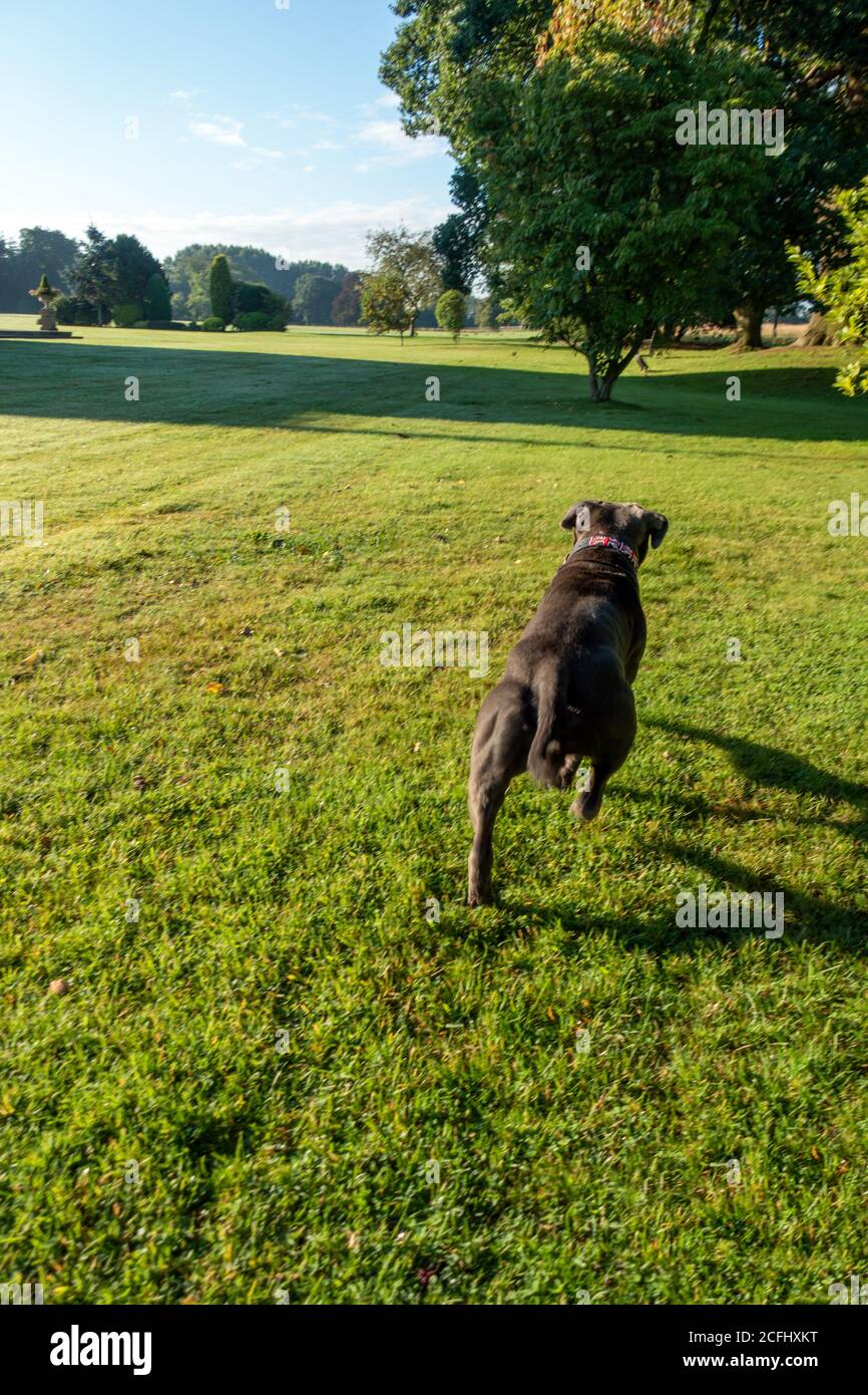 Staffordshire Bull Terrier a purebred dog known as a Staffy or Staffie ...