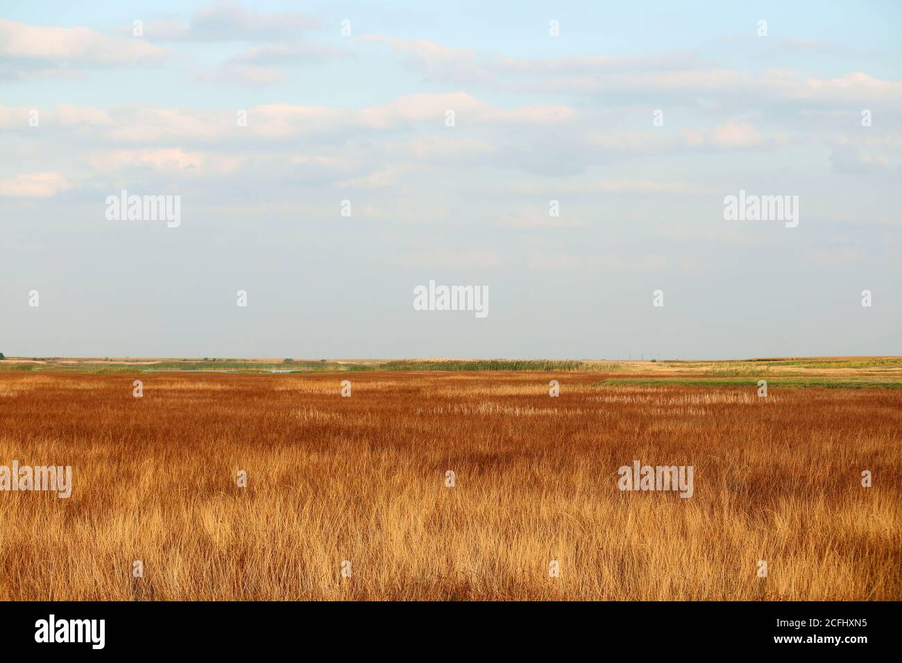 Panorama dry reed grass hi-res stock photography and images - Alamy