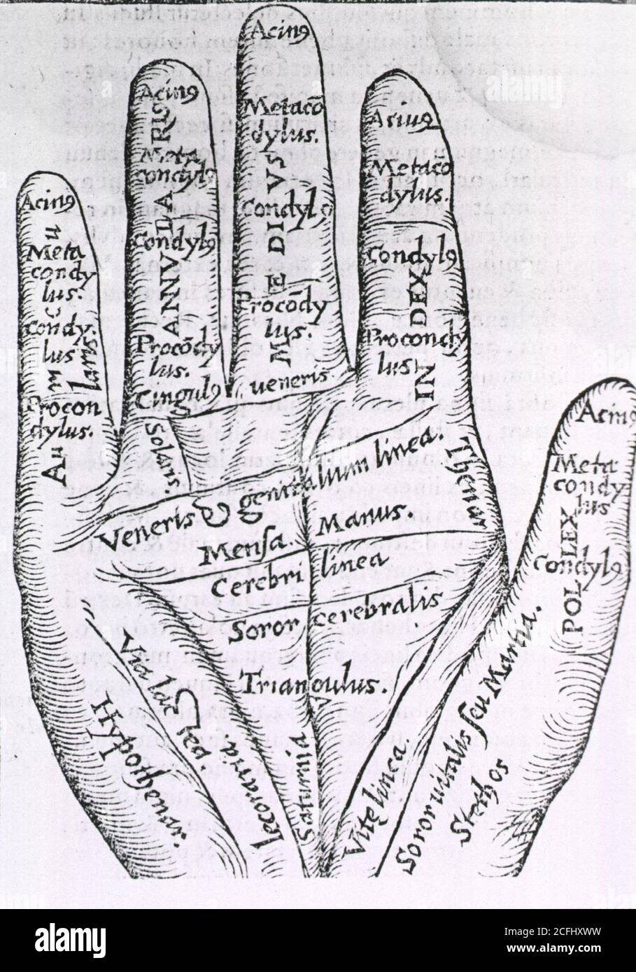 The art of palmistry hi-res stock photography and images - Alamy