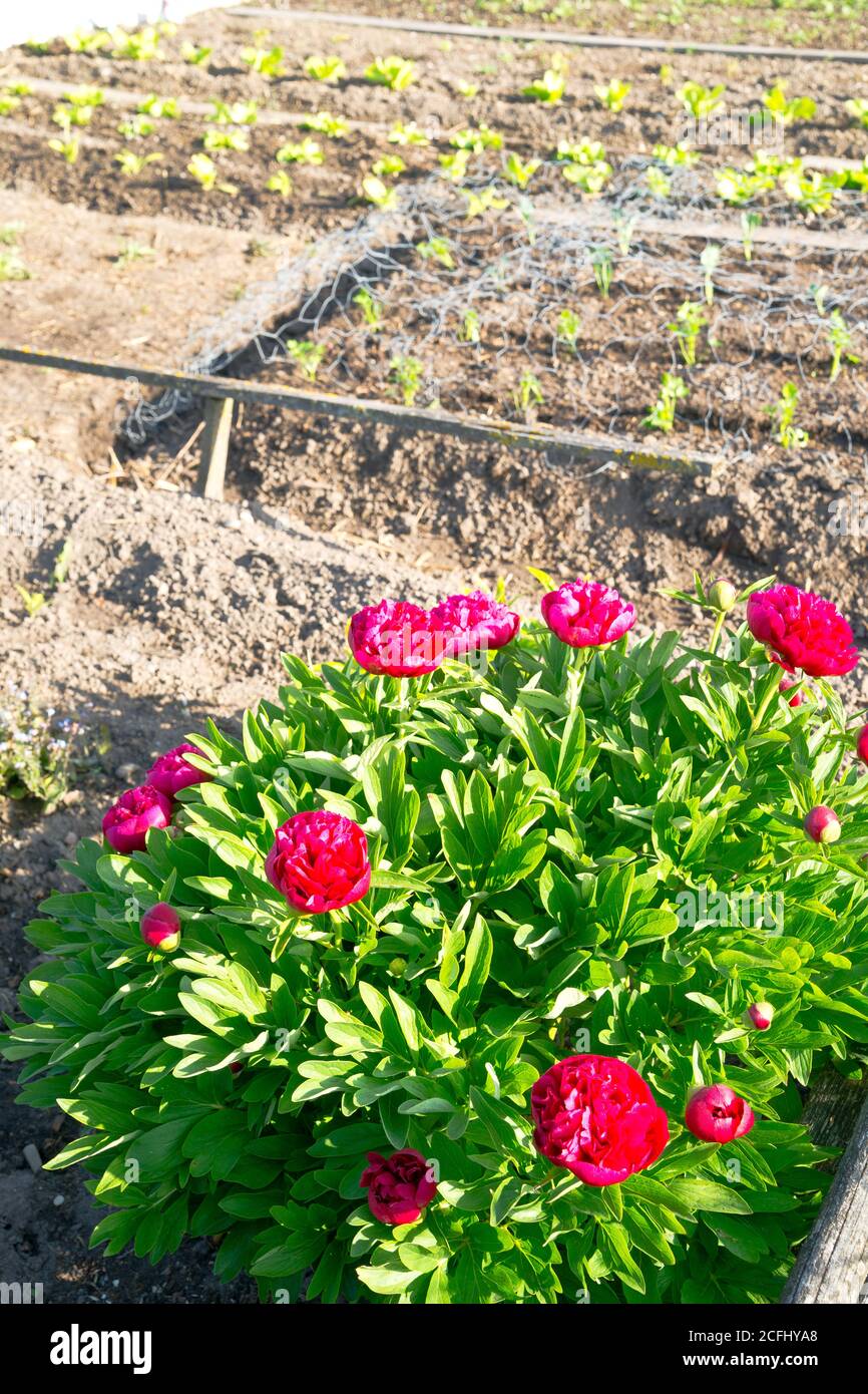 Garden red peonies hi-res stock photography and images - Alamy