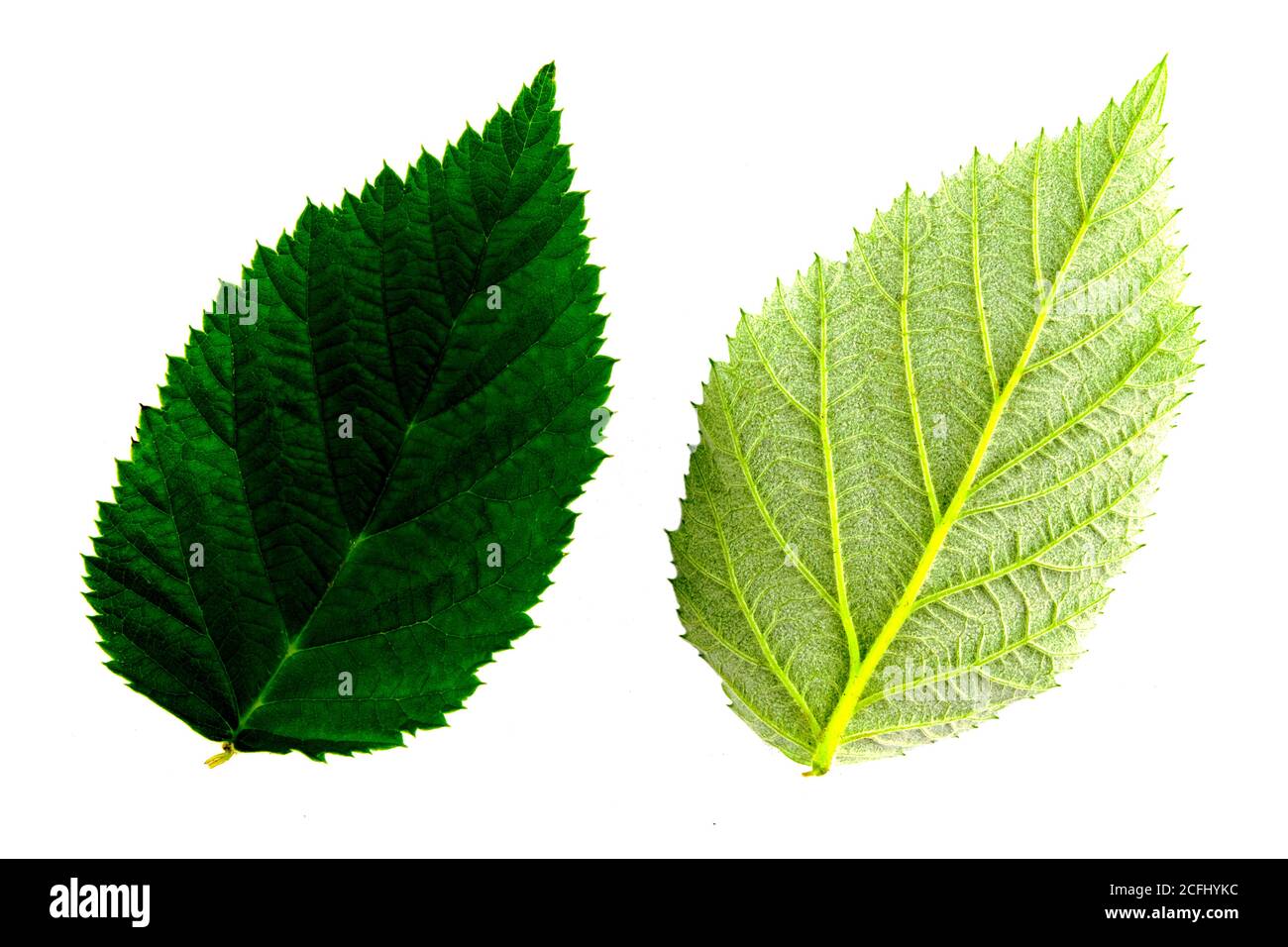 two green raspberry leaf isolated on the white background, top and ...