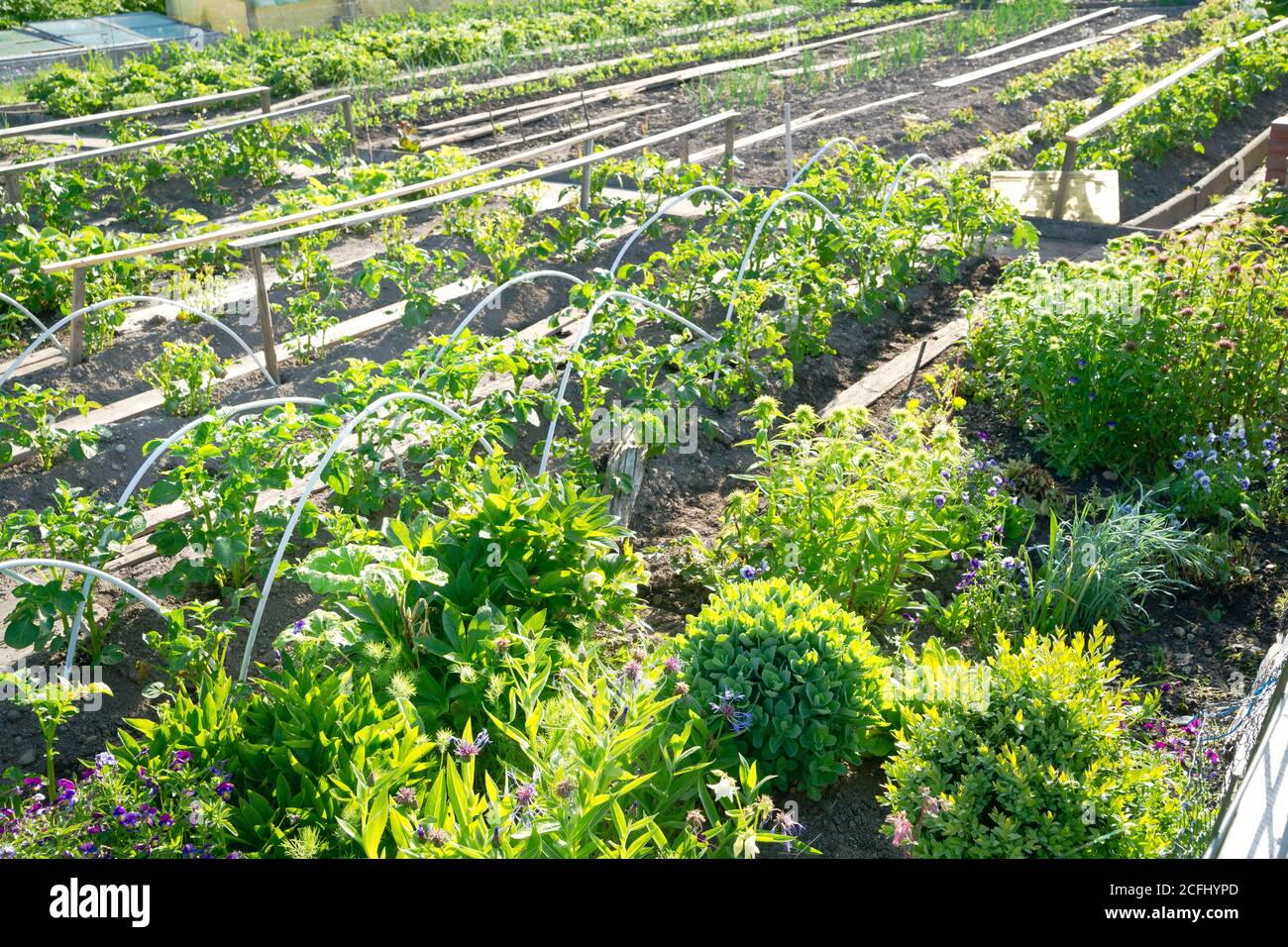 Spring vegetables rows garden hi-res stock photography and images - Alamy