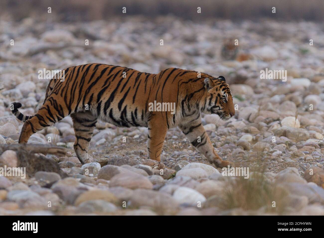 Young male Bengal Tiger walking on the dry river bed in a cold foggy ...