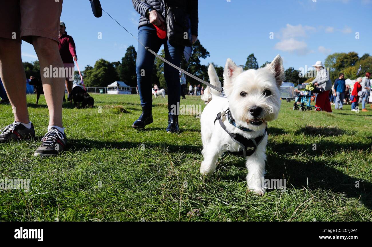 Burley, UK. 5th September 2020. The Dogstival festival for dogs and dog ...