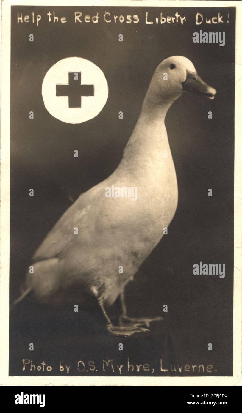 Old world duck hi-res stock photography and images - Alamy