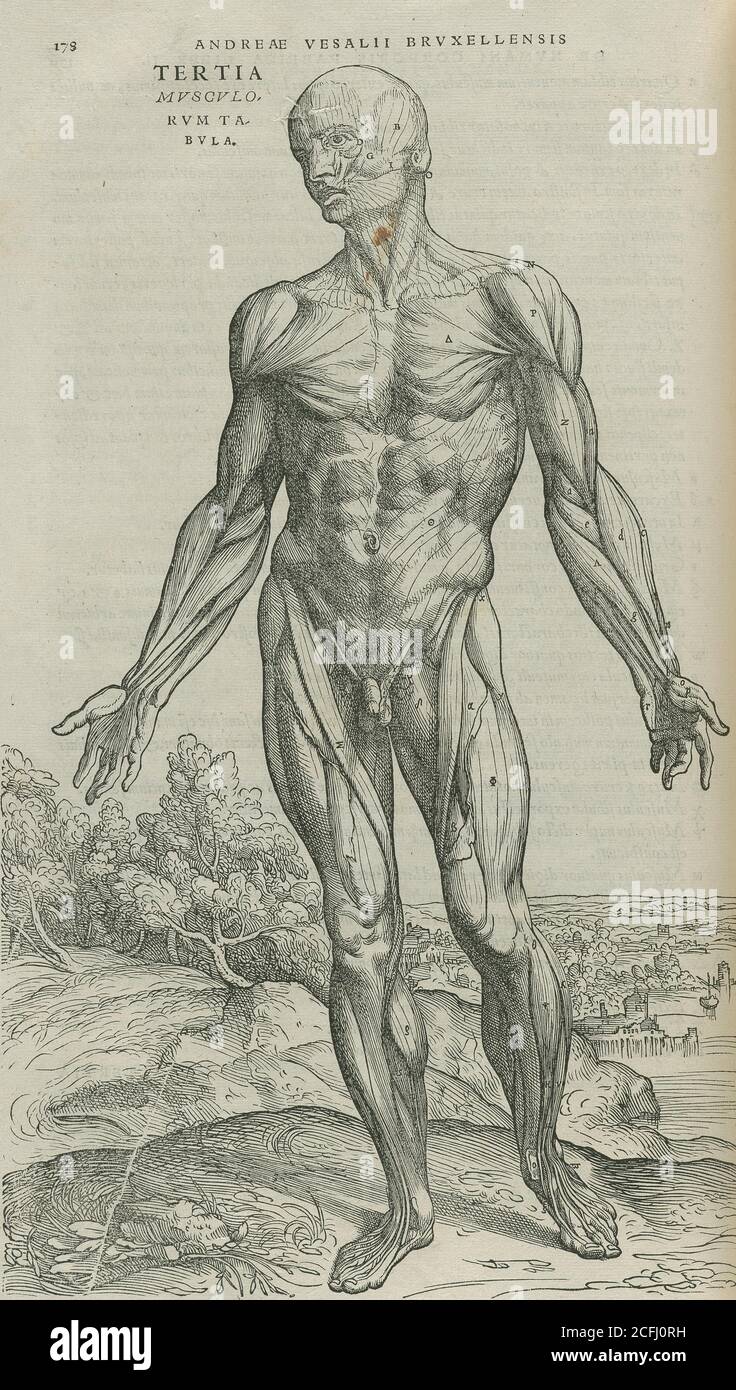 Musculorum hi-res stock photography and images - Alamy