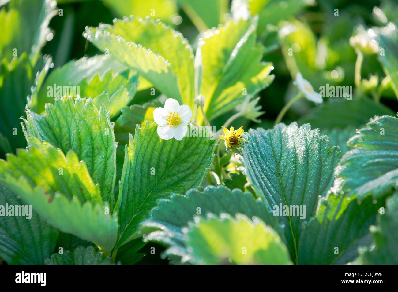 Close up of young strawberry plants with a strawberry flower on a sunny ...