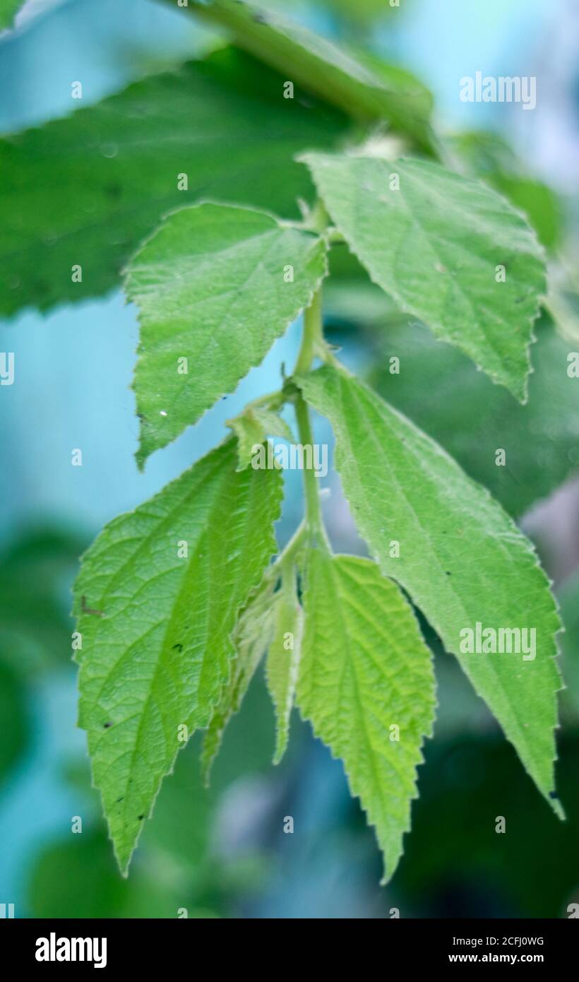 Calabur tree hi-res stock photography and images - Alamy