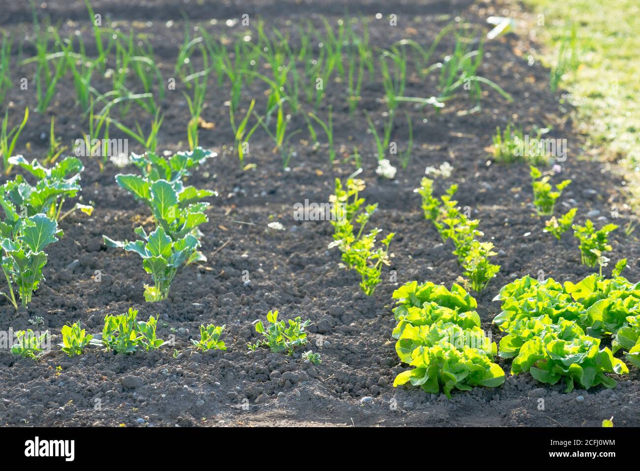 Fresh young green lettucec cabbage and onion plants on a sunny ...