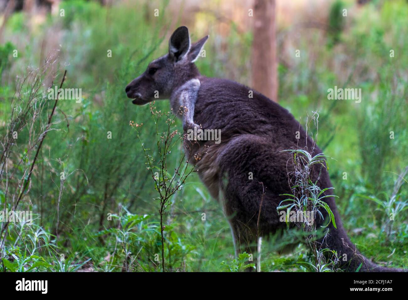 Australias Nature and Wildlife Stock Photo - Alamy