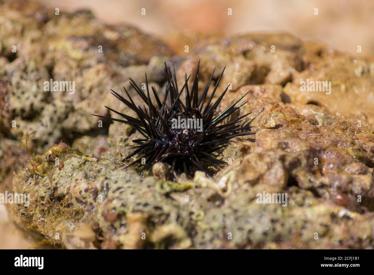 Stein igel hi-res stock photography and images - Alamy