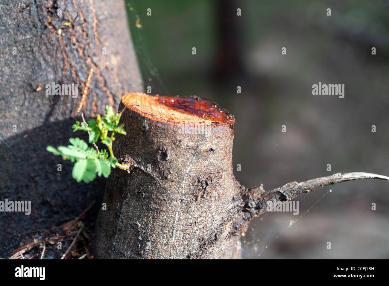 Dead wood log pile for wildlife hi-res stock photography and images - Alamy