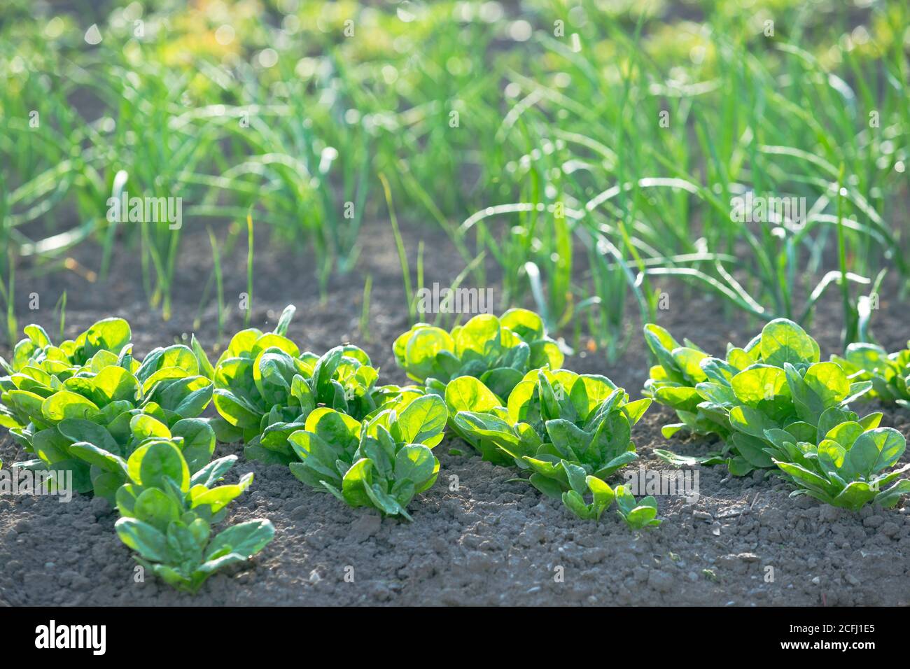 Young spinach and onion plantlets in a sunny vegetable garden with ...