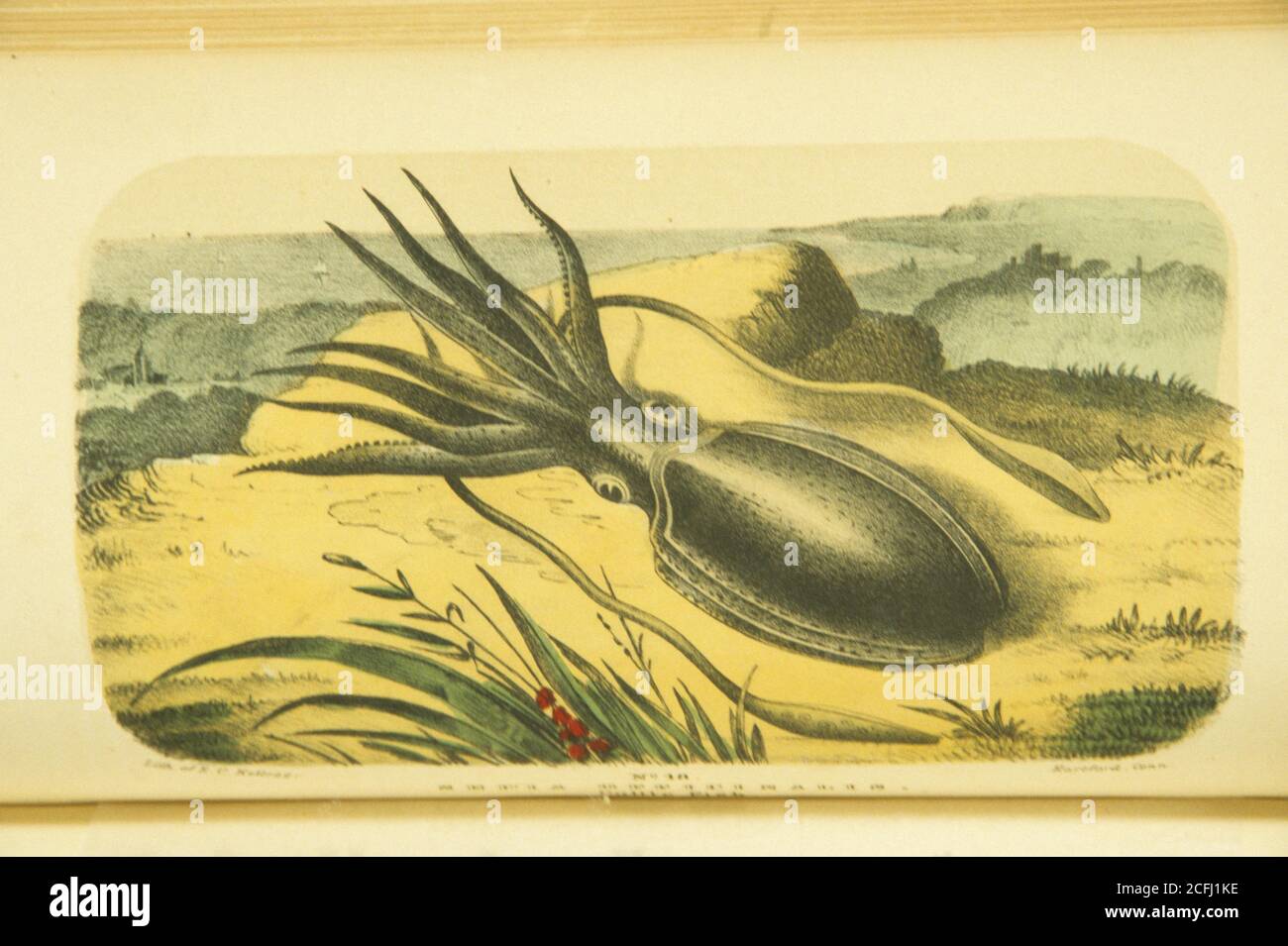 Black cuttle hi-res stock photography and images - Alamy