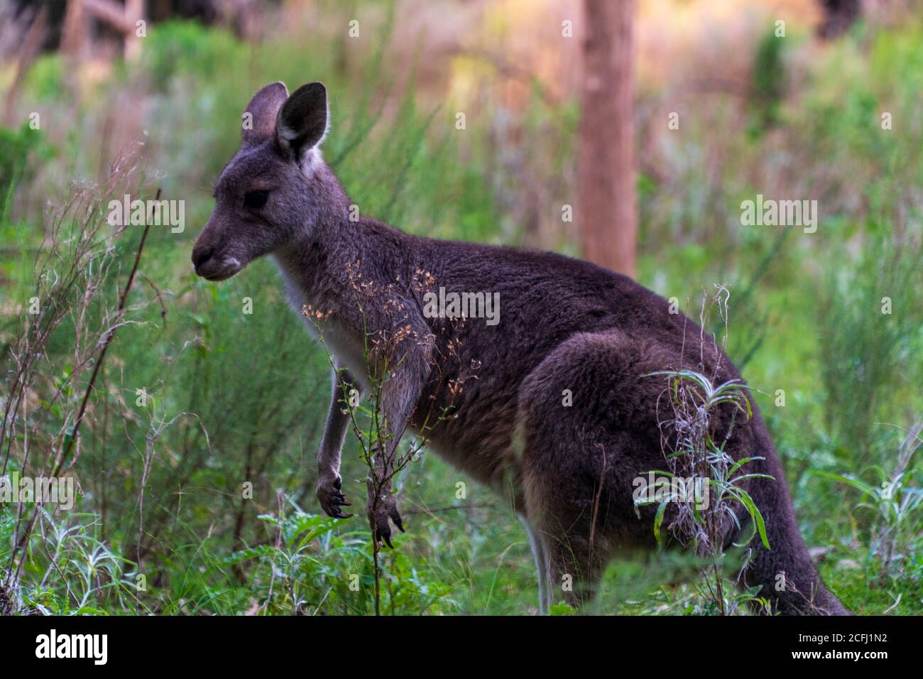 Australias Nature and Wildlife Stock Photo - Alamy