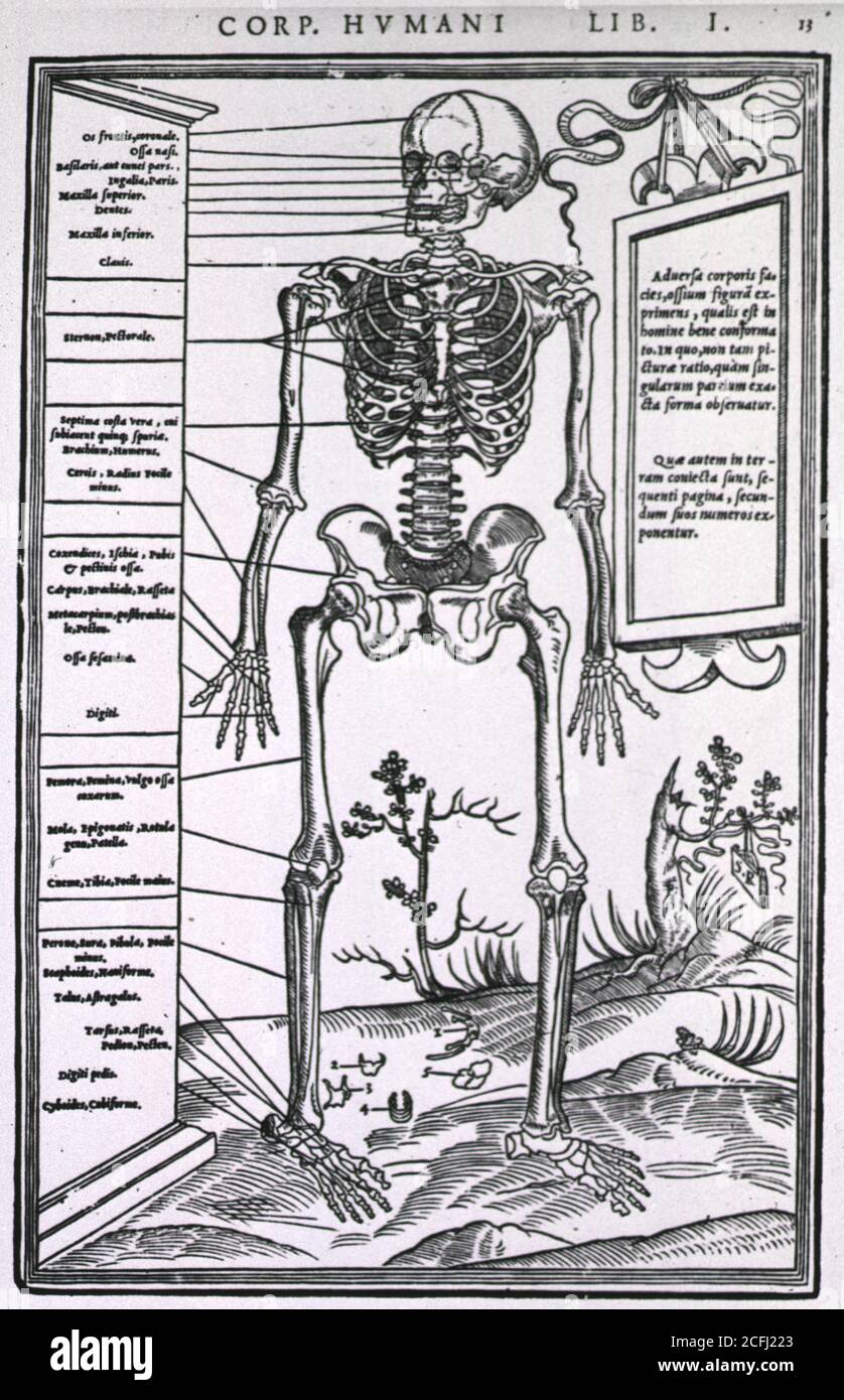 Historical skeleton anatomy hi-res stock photography and images - Alamy