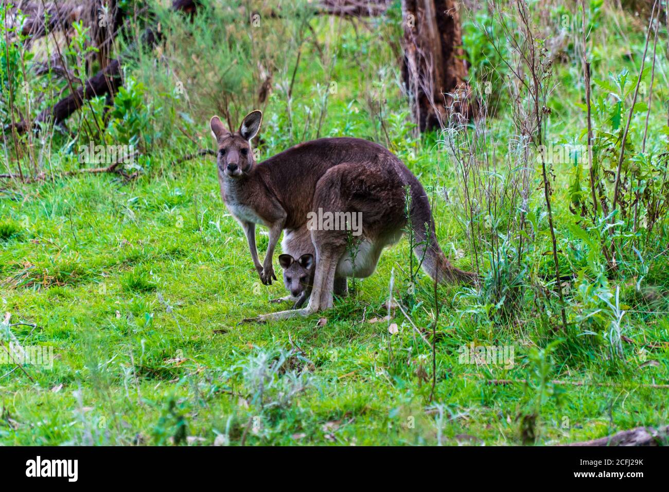 Australias Nature and Wildlife Stock Photo - Alamy