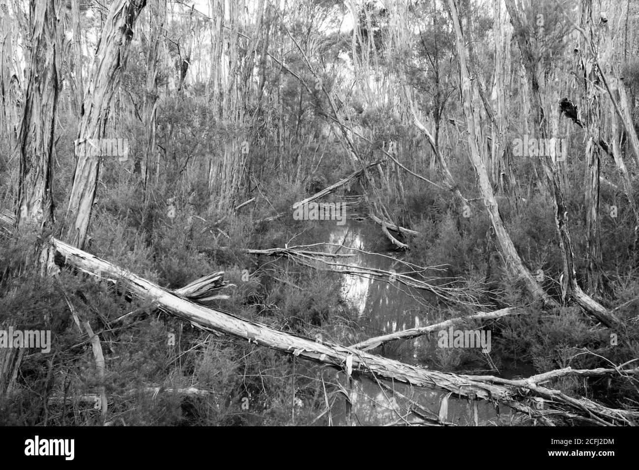 Wildlife freshness Black and White Stock Photos & Images - Alamy