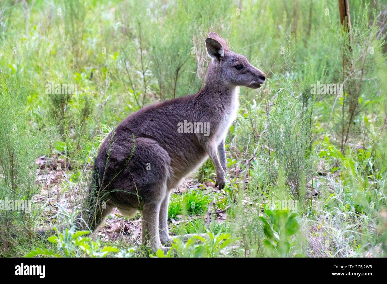 Australias Nature and Wildlife Stock Photo - Alamy