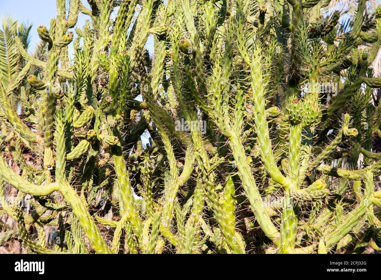 natural landscape of green cactus plant in mediterranean place Stock ...