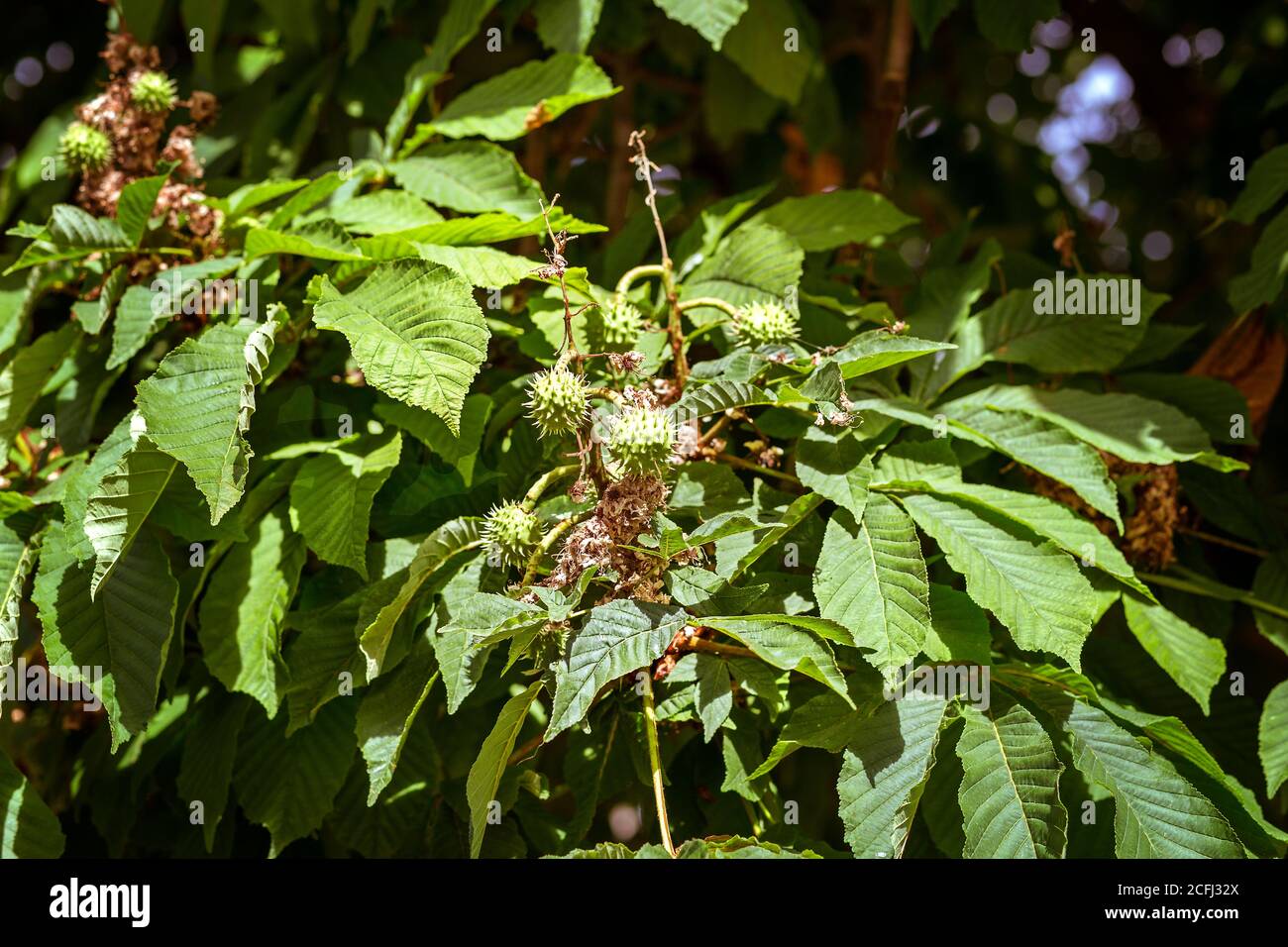 close-up of green chestnuts on tree is sunny day Stock Photo - Alamy