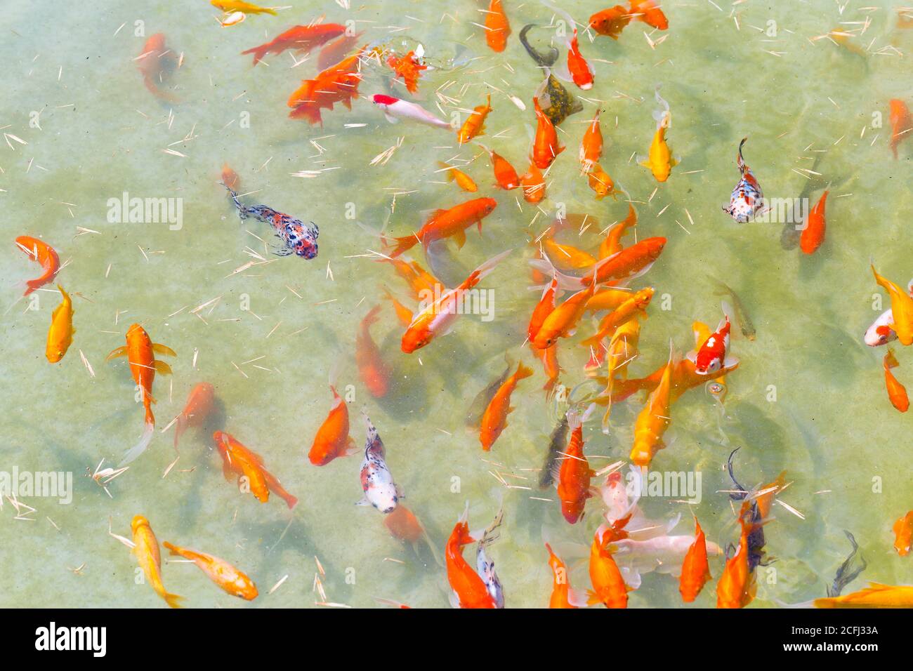 Underwater group looking for fish hi-res stock photography and images ...