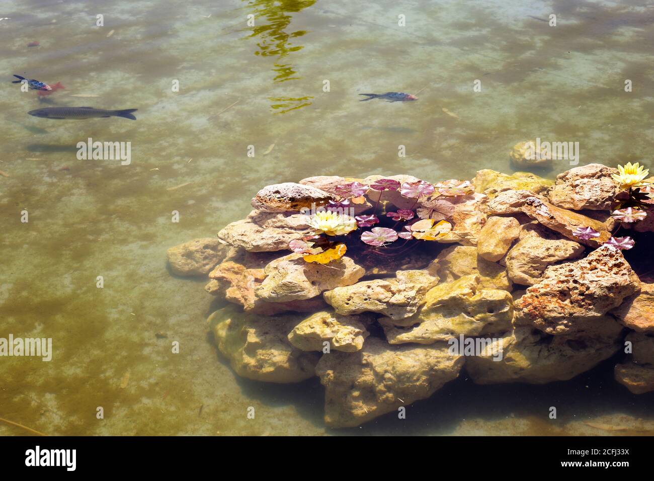 natural background with plants and rocks in the water of a pond Stock ...