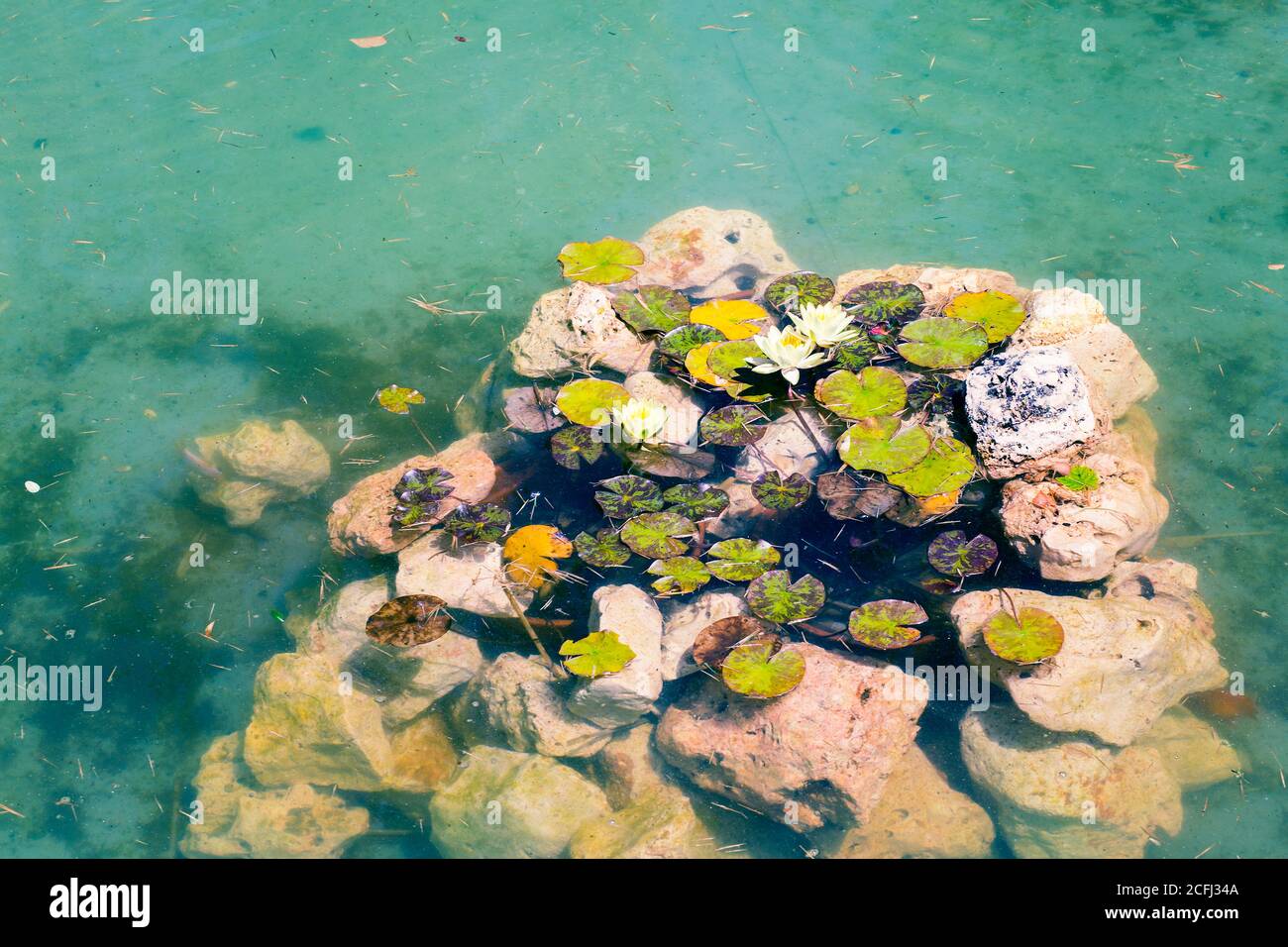 Aquatic backgrounds hi-res stock photography and images - Alamy