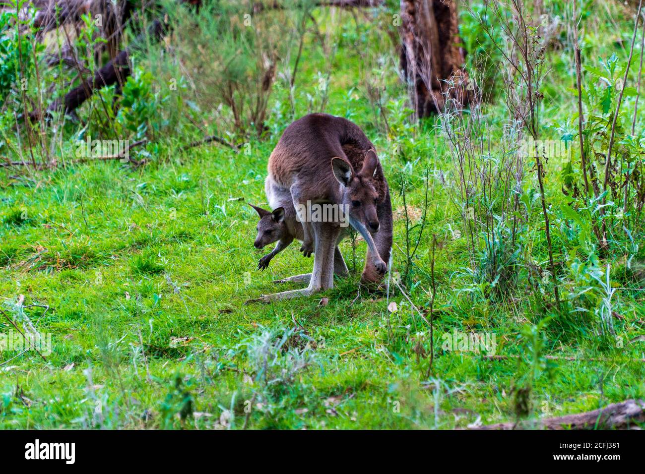 Australias Nature and Wildlife Stock Photo - Alamy