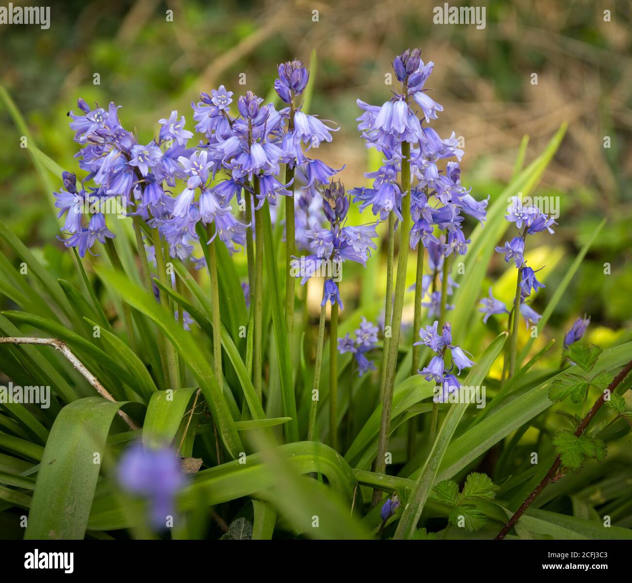 A Clump of Bluebells Stock Photo - Alamy